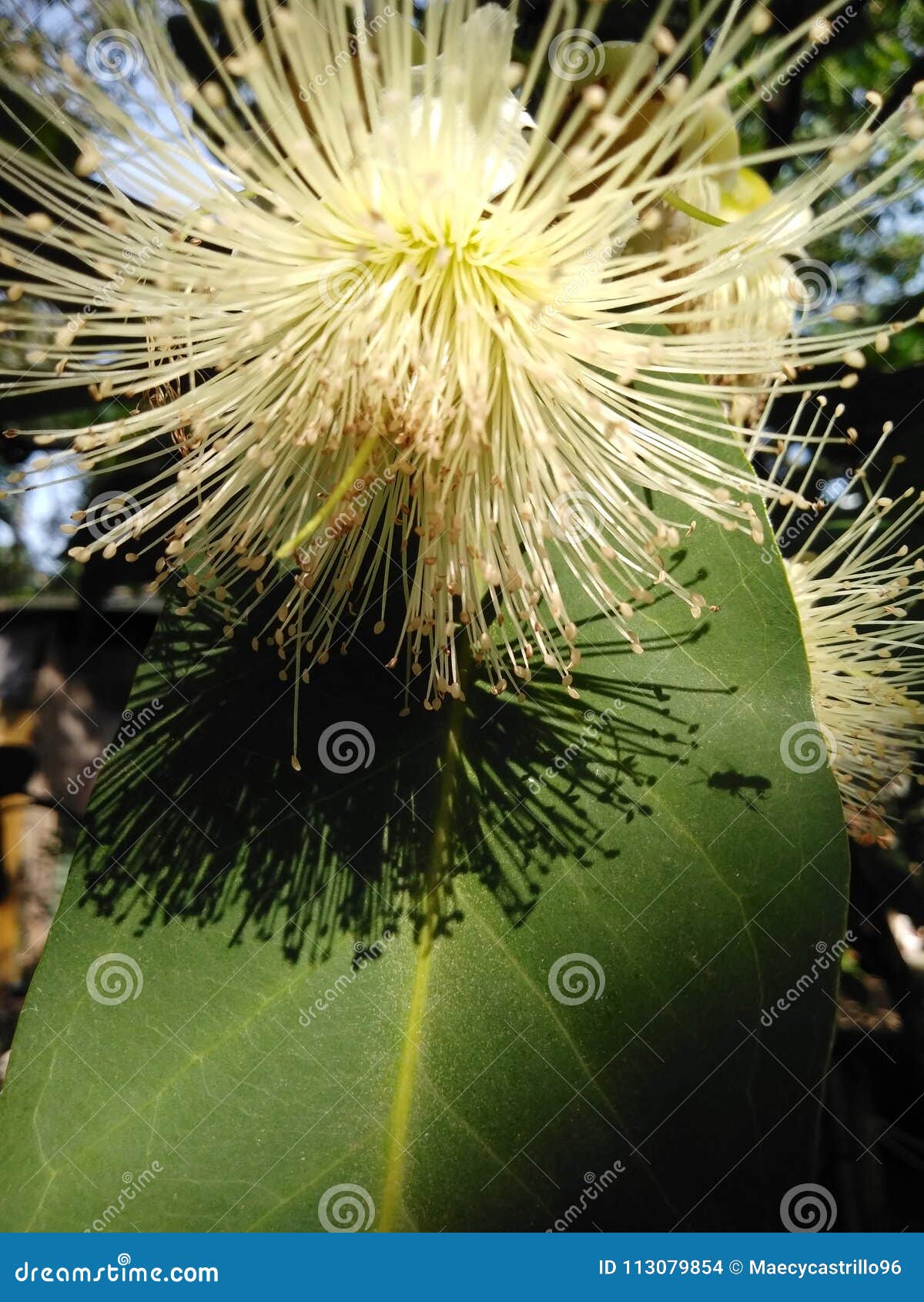 Macopa stock photo. Image of shadow, macopa, bees, nature - 113079854