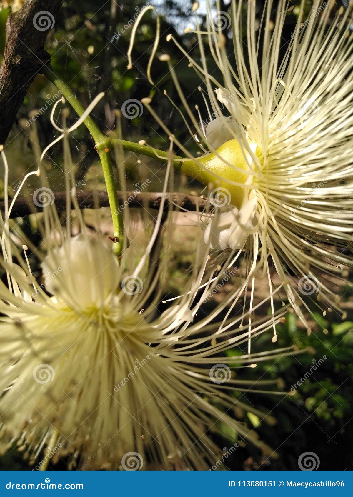 Macopa flower stock image. Image of mobilephotograhy - 113080151