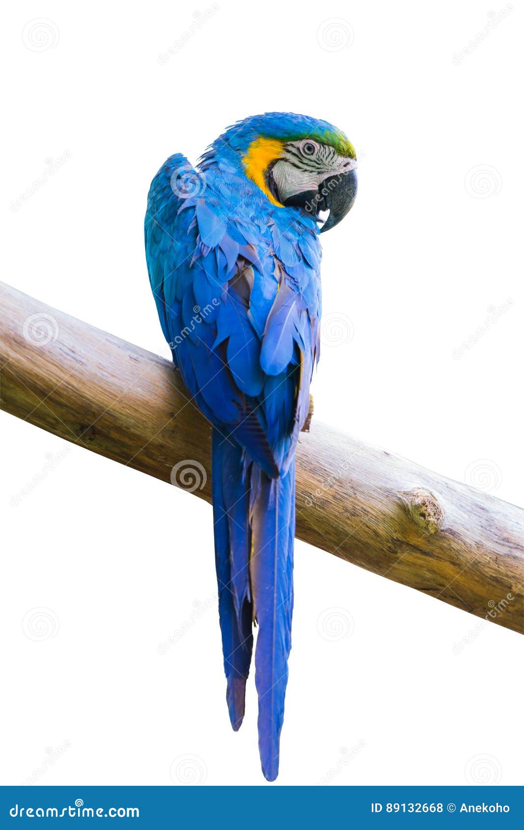 Parot Red Bird Stock Photography | CartoonDealer.com #208671164