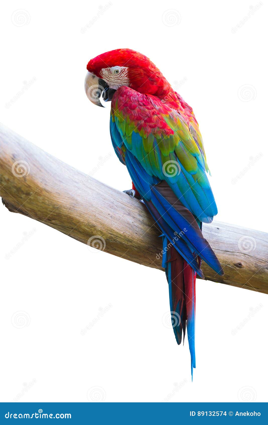 Parot Red Bird Stock Photography | CartoonDealer.com #208671164