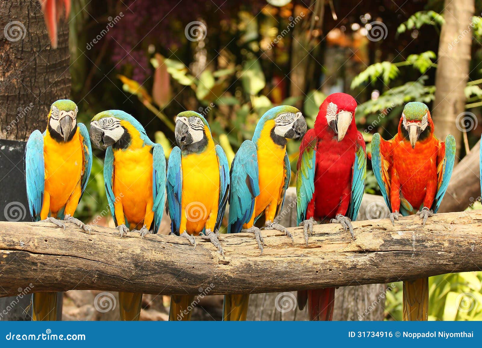Macow brid stock photo. Image of nature, bright, jungle - 31734916