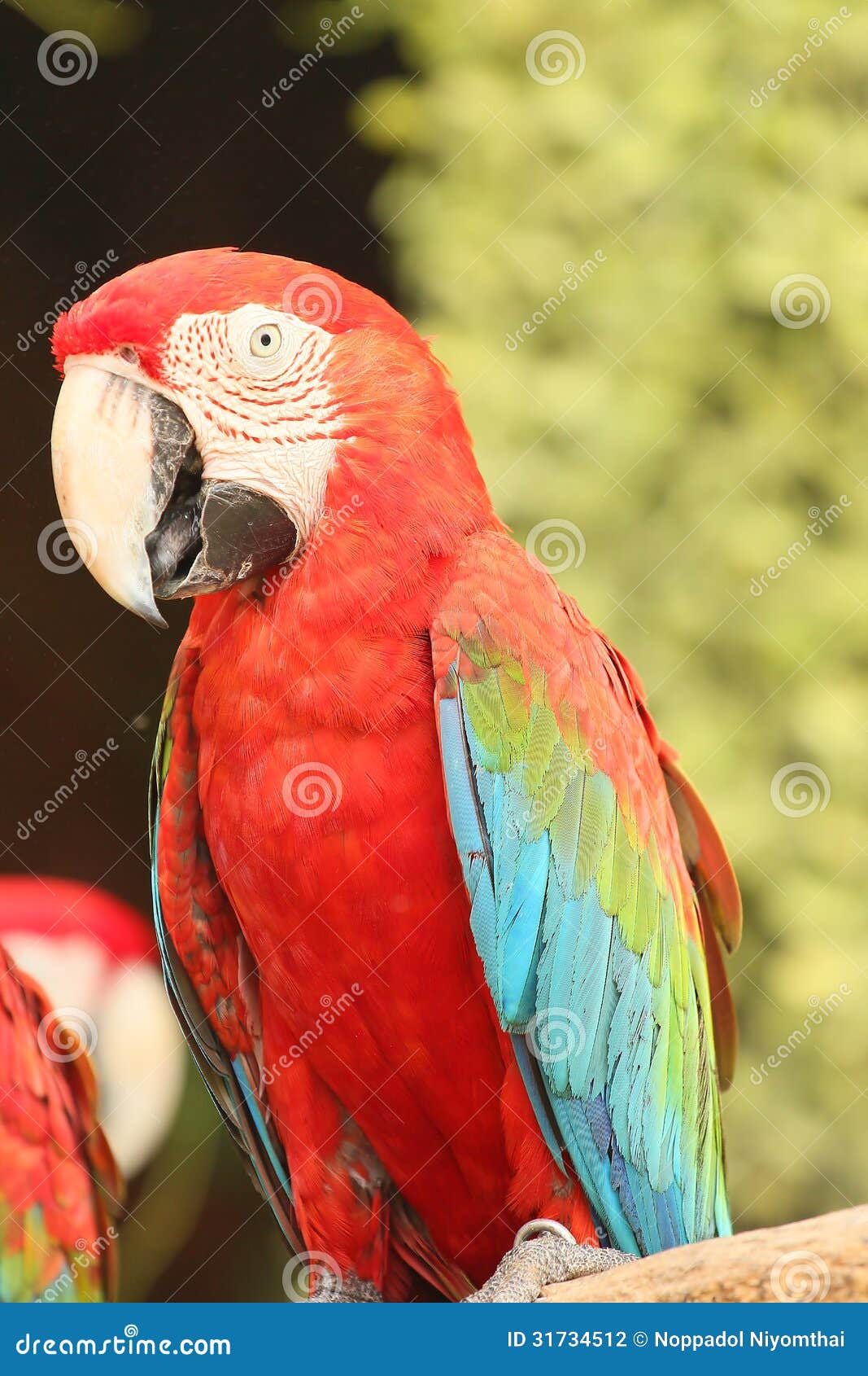 Macow stock photo. Image of branch, jungle, beautiful - 31734512