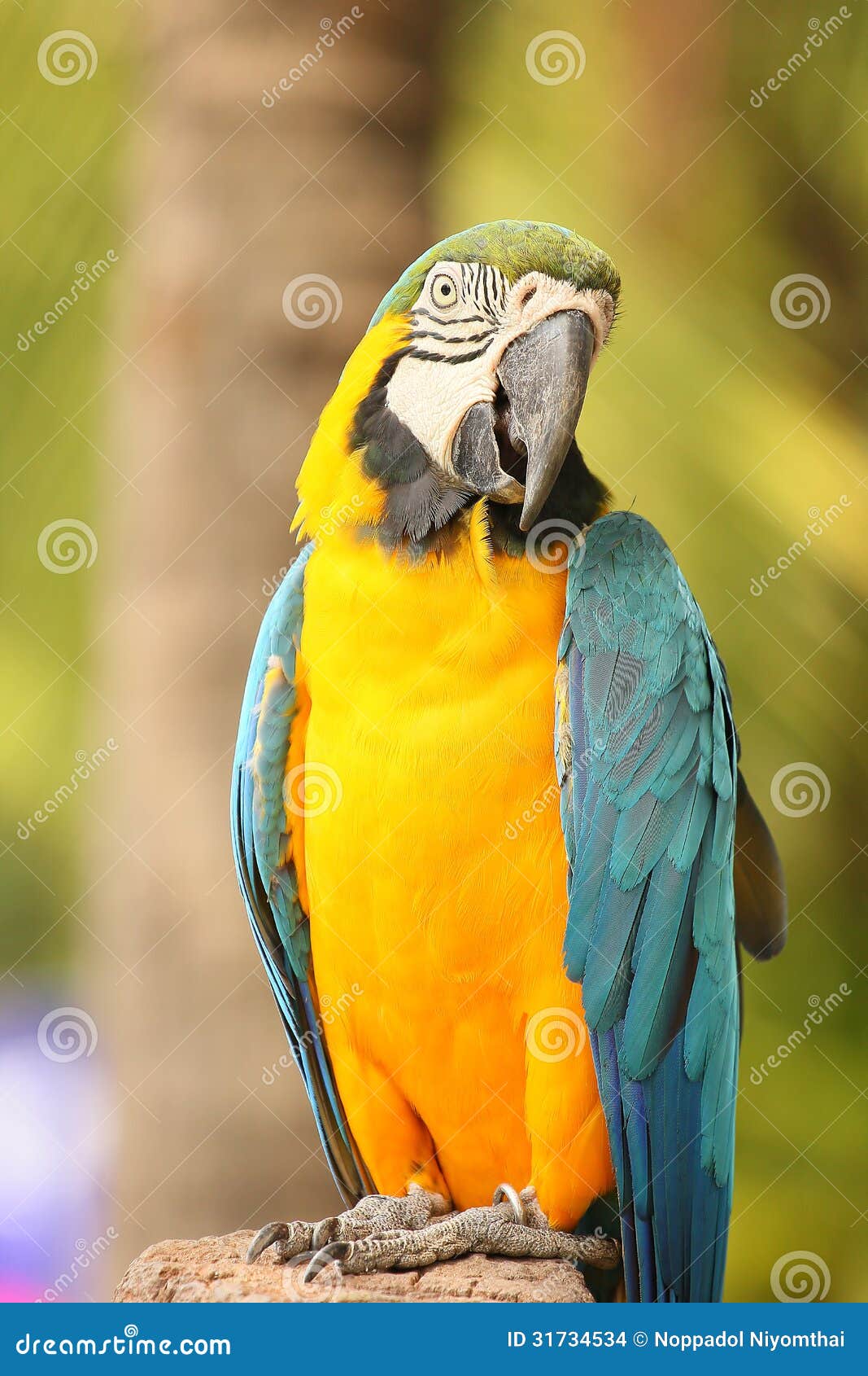 Macow stock photo. Image of branch, imitation, horizontal - 31734534