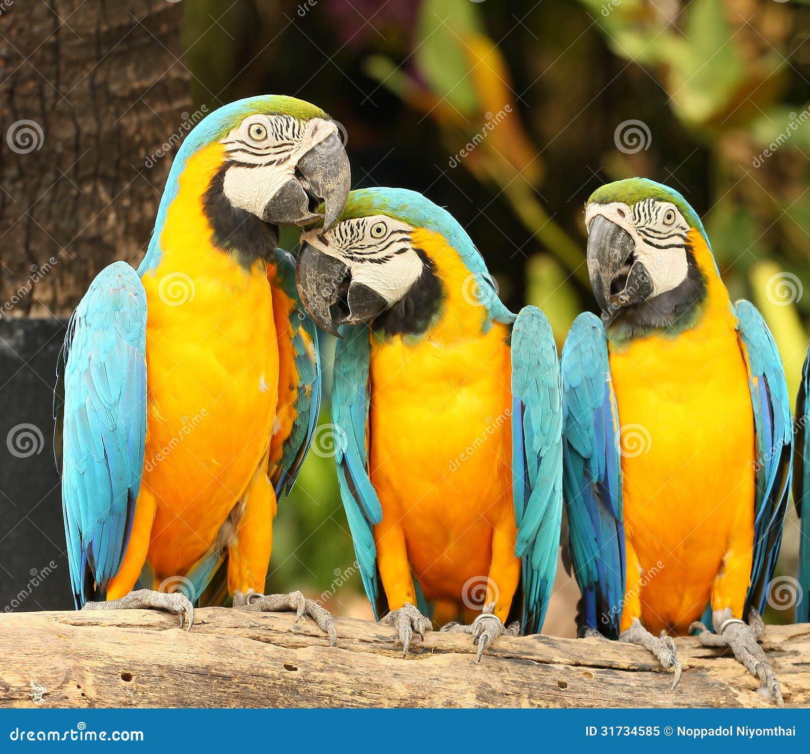 Macow stock image. Image of forest, cute, bright, nature - 31734585