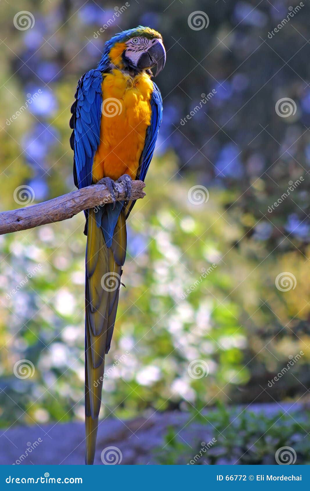 Macow Parrot stock photo. Image of yellow, parrot, nature - 66772