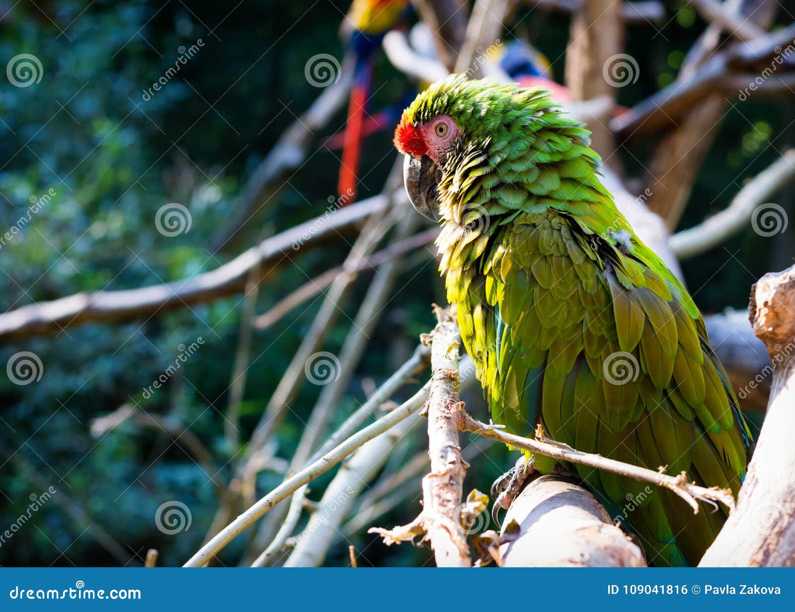 Macow parrot bird stock photo. Image of natural, jungle - 109041816