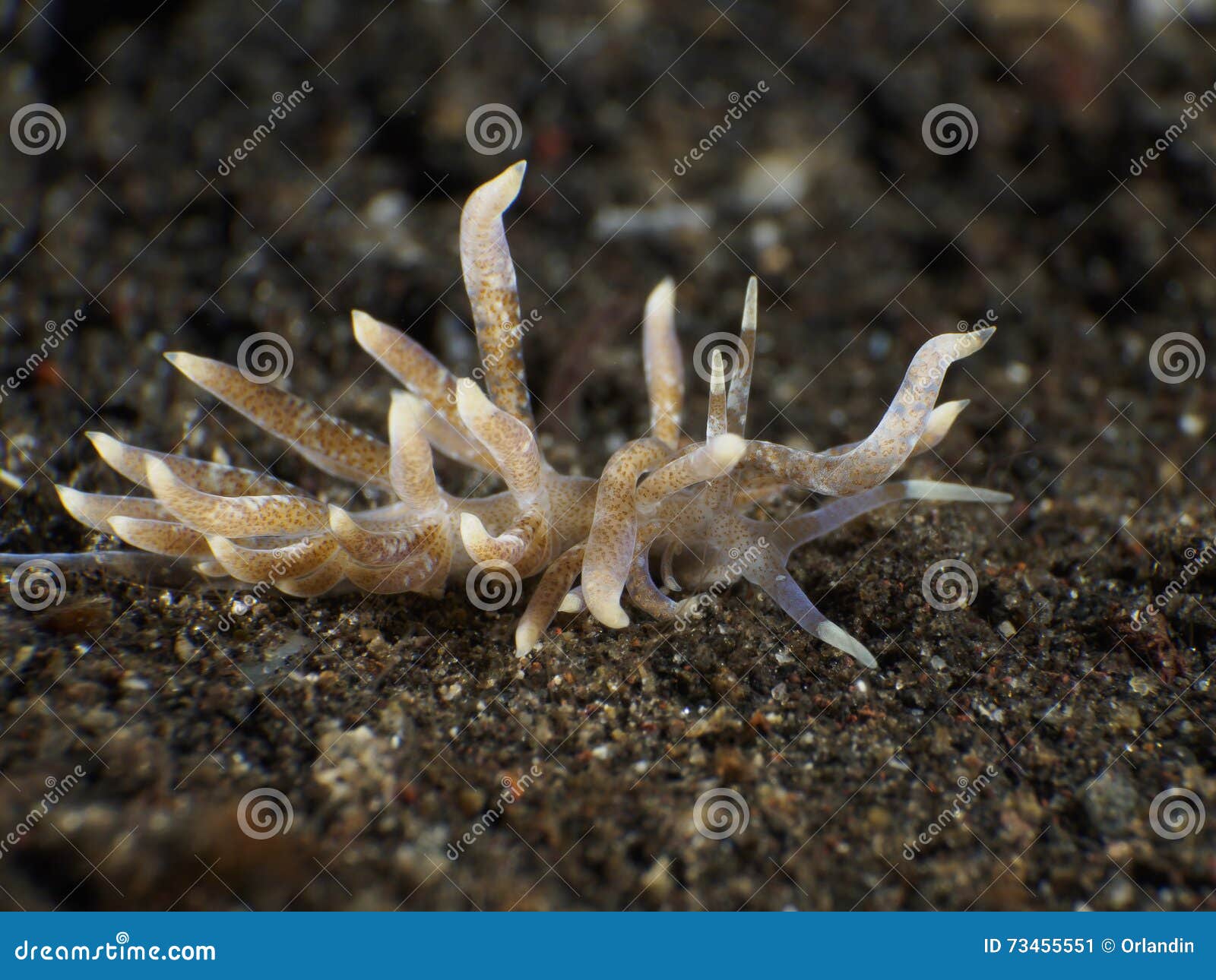 Macphersonaes Phyllodesmium Stock Image - Image of marine, nudi: 73455551