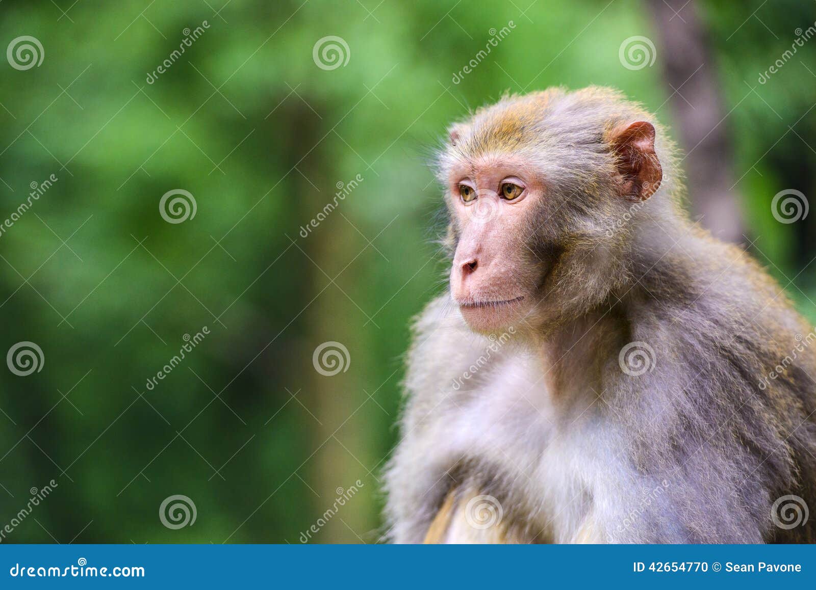 Macque Ape Monkey Inside Bali Induist Temple Royalty-Free Stock Photo ...