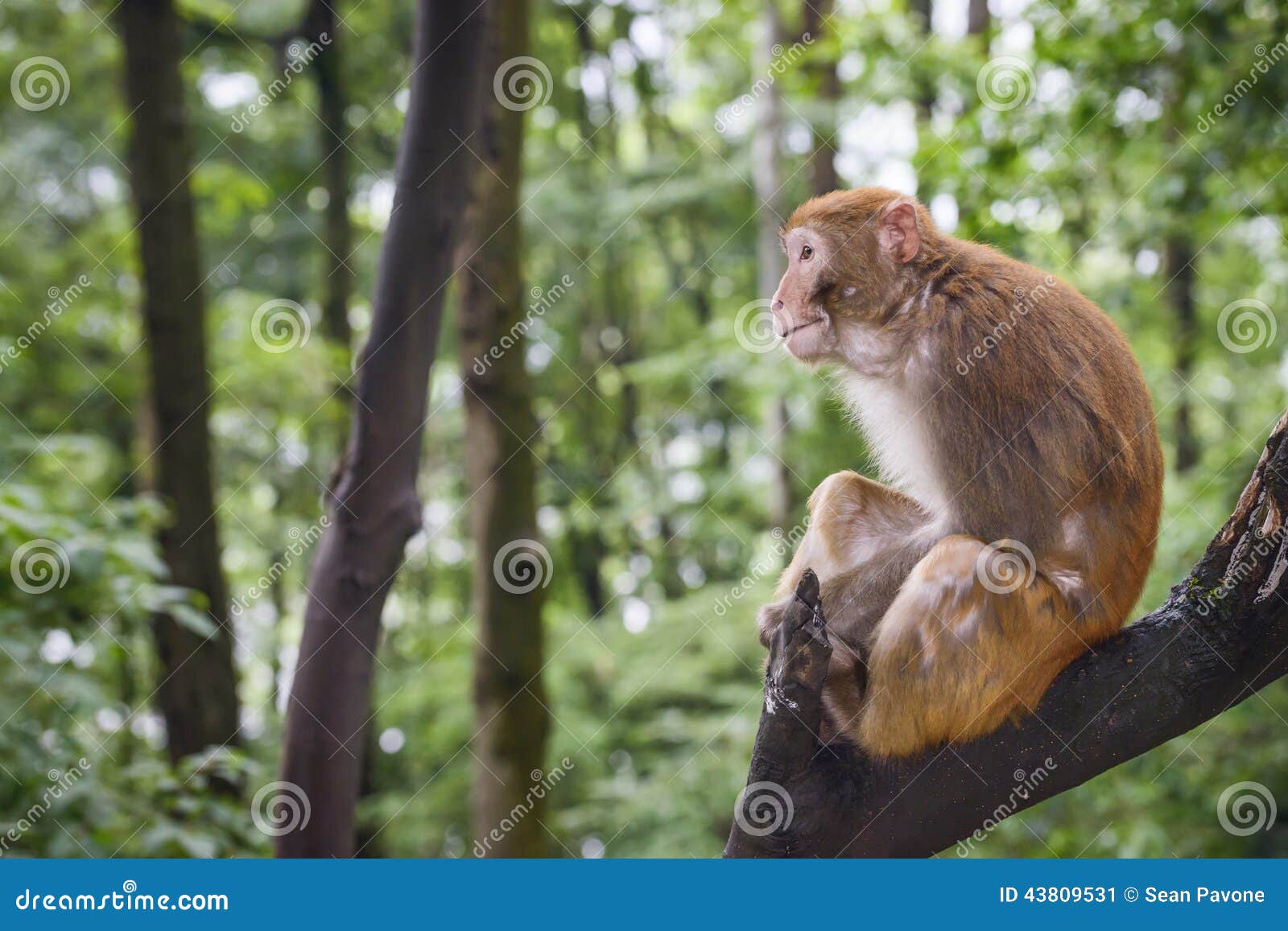 Macque stock image. Image of park, tree, china, asian - 43809531