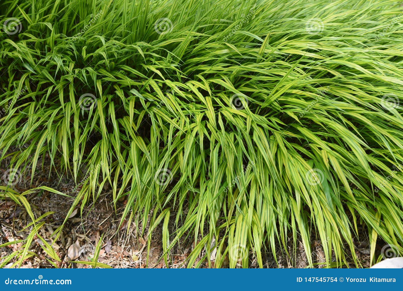Macra de Hakonechloa foto de archivo. Imagen de ornamental - 147545754