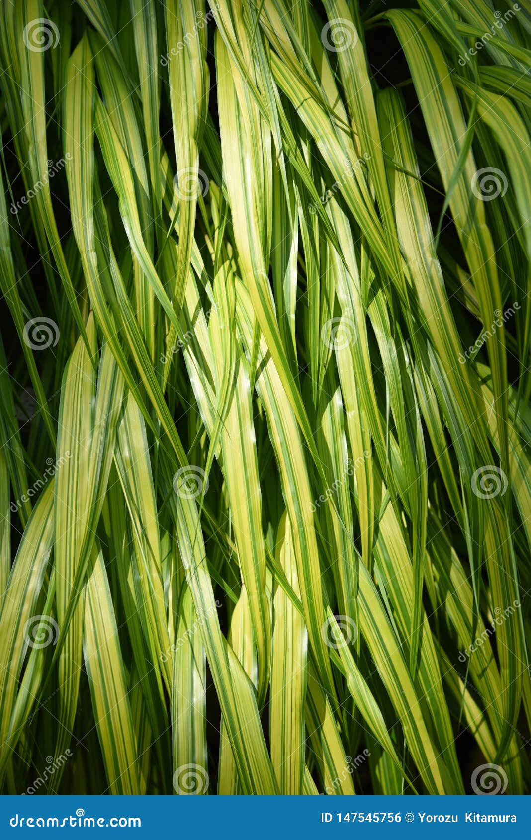 Macra de Hakonechloa foto de archivo. Imagen de follaje - 147545756