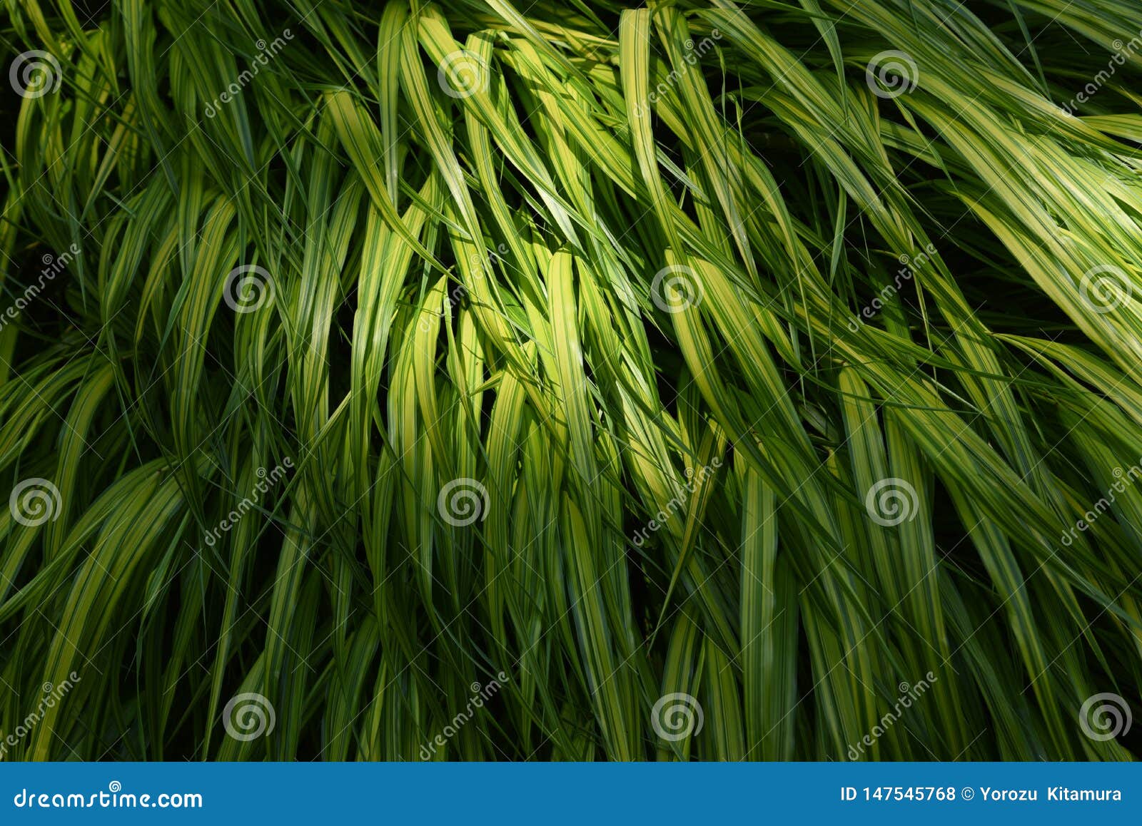 Macra de Hakonechloa foto de archivo. Imagen de prado - 147545768