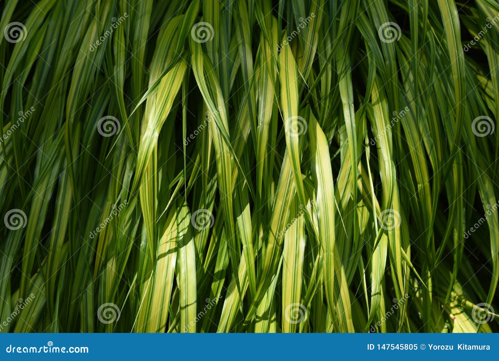 Macra de Hakonechloa imagen de archivo. Imagen de verano - 147545805