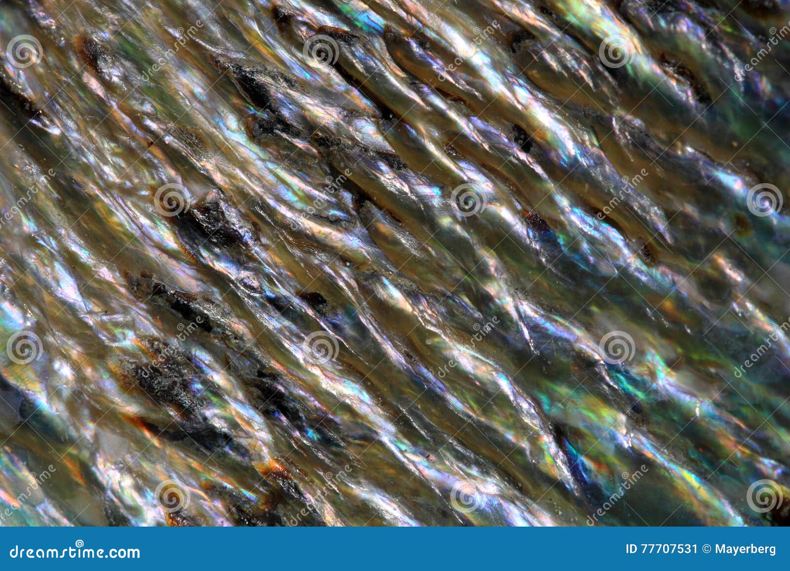 Macro Abalone Shell Structure Stock Image - Image of colored, fish ...