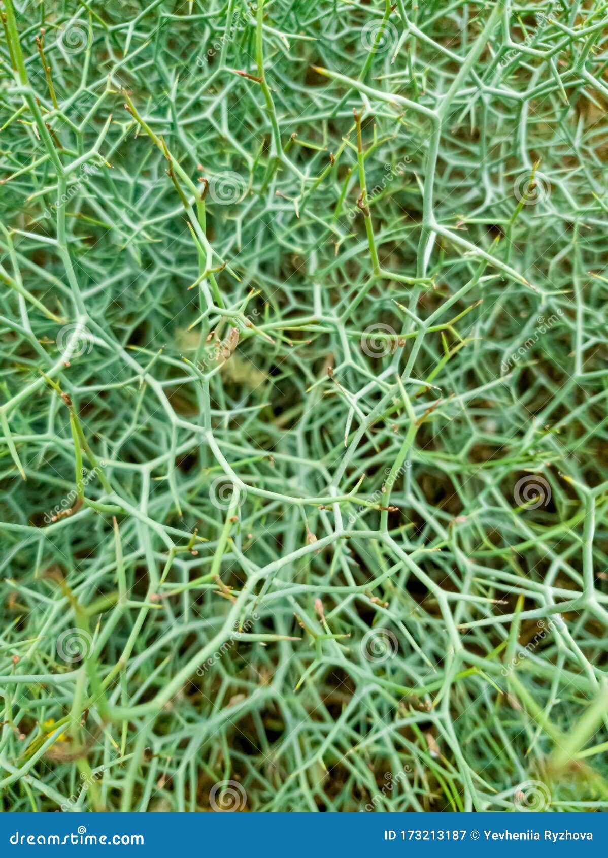 Macro Abstract Image of Decorative Green Plant Texture Stock Image ...