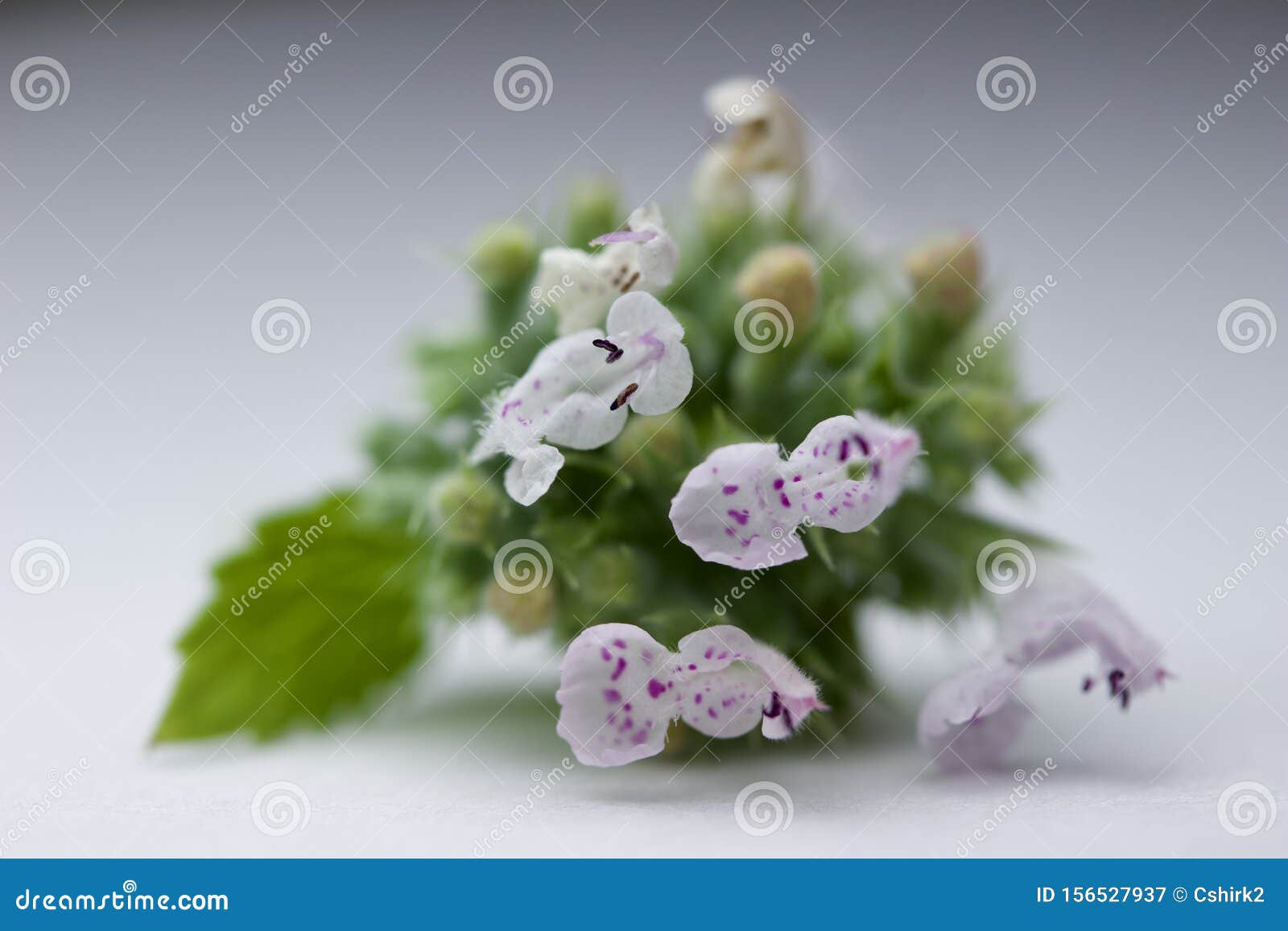 Macro Abstract View of Pink and White Catnip Herb Flowers on White ...