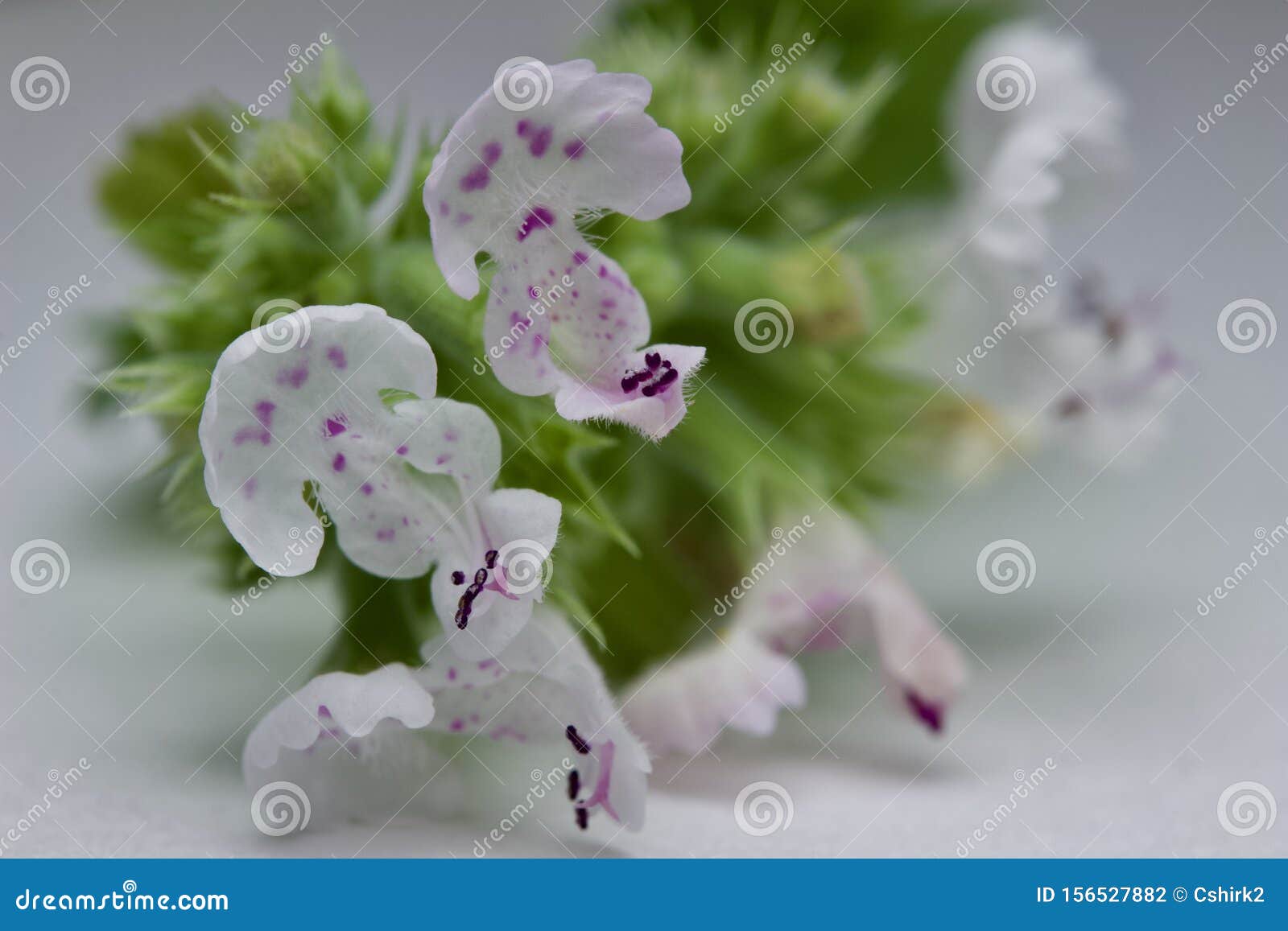 Macro Abstract View of Pink and White Catnip Herb Flowers on Neutral ...