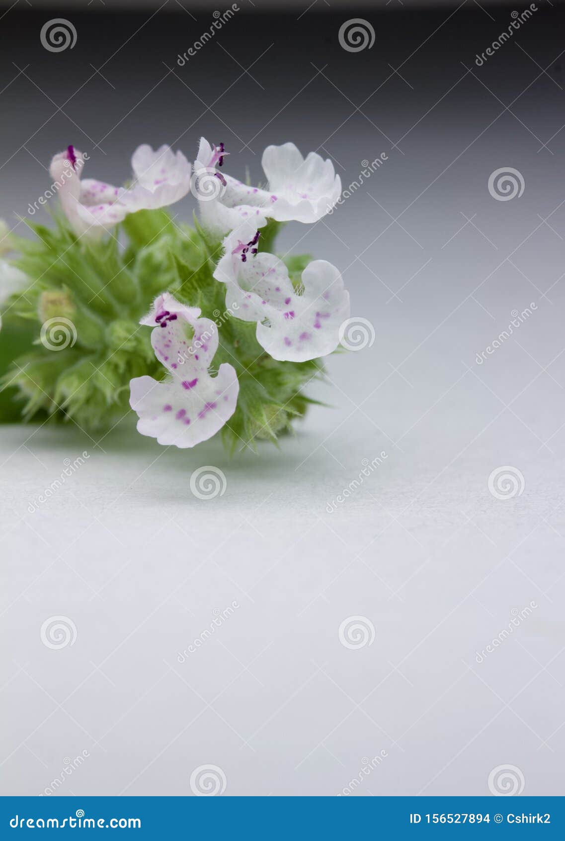 Macro Abstract View of Pink and White Catnip Herb Flowers on Neutral ...