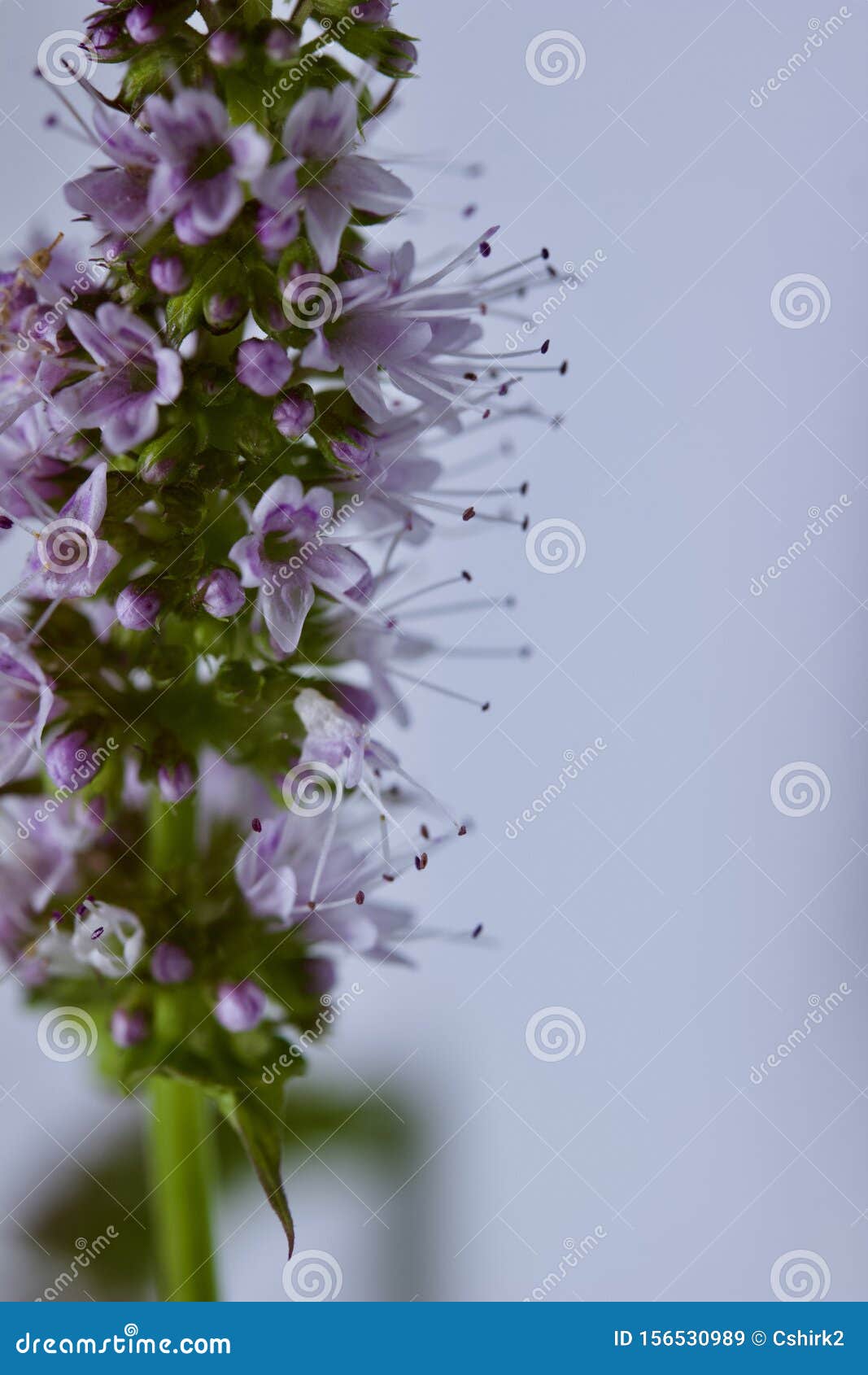 Macro Abstract View of Tiny Purple Peppermint Herb Flowers Stock Image ...