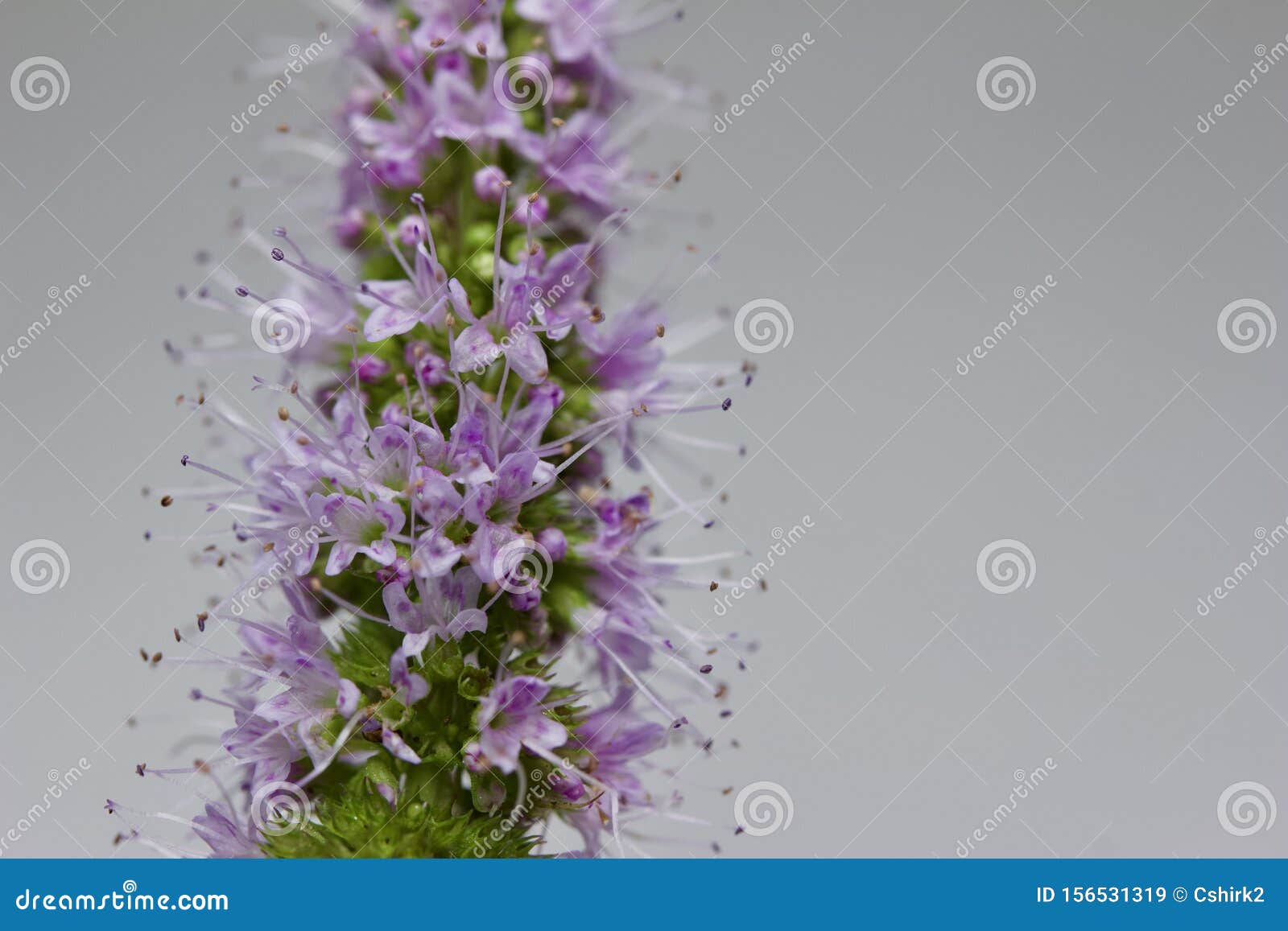 Macro Abstract View of Tiny Purple Peppermint Herb Flowers Stock Image ...