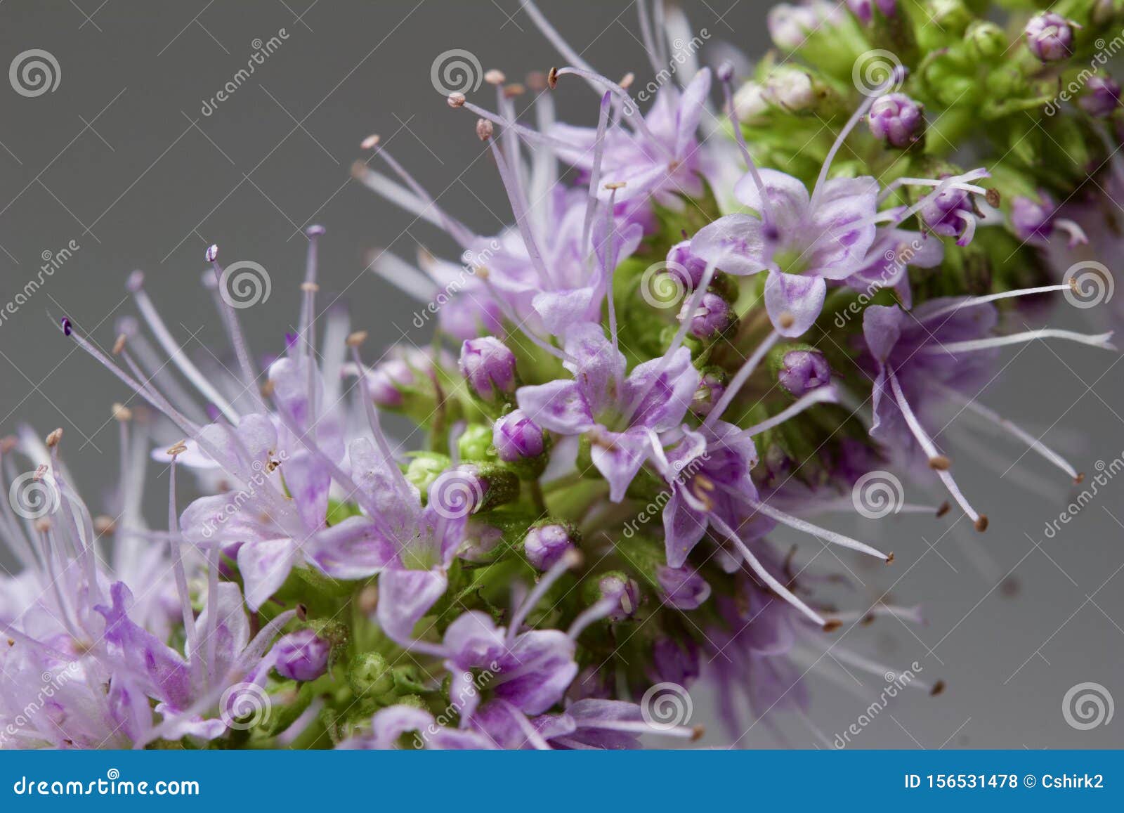 Macro Abstract View of Tiny Purple Peppermint Herb Flowers Stock Photo ...