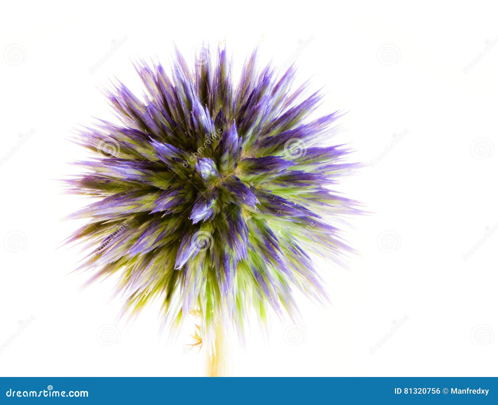 Macro Abstracta De La Flor De Un Cardo Azul Foto de archivo - Imagen de ...