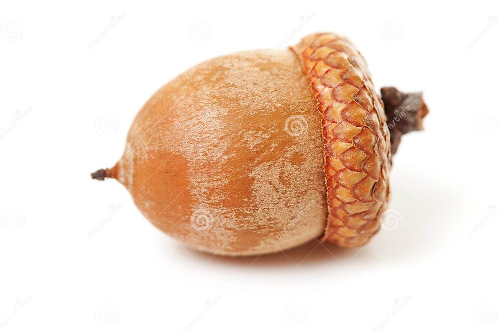 Macro of acorn stock photo. Image of closeup, autumn - 18779794