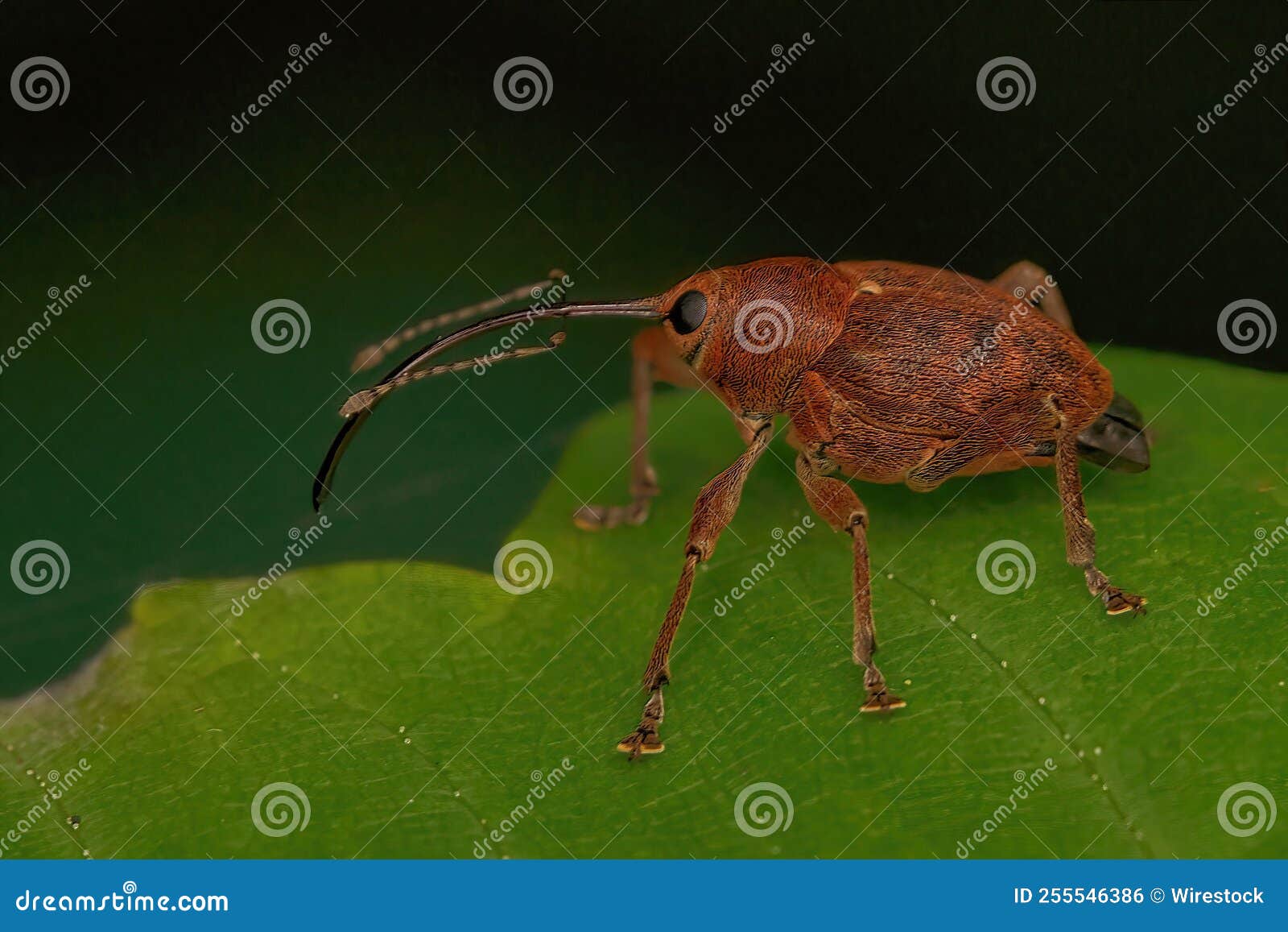 Macro of an Acorn Weevil Beetle on a Leaf Stock Photo - Image of nature ...