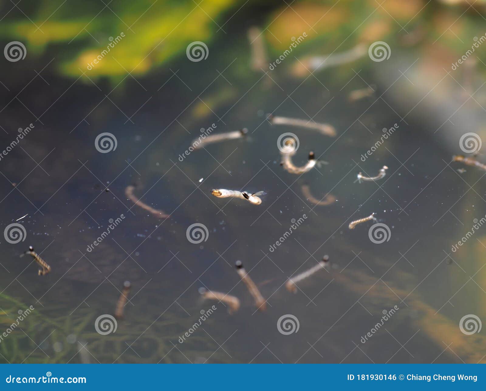 Mosquito Larvas In The Water Stock Image | CartoonDealer.com #193859773