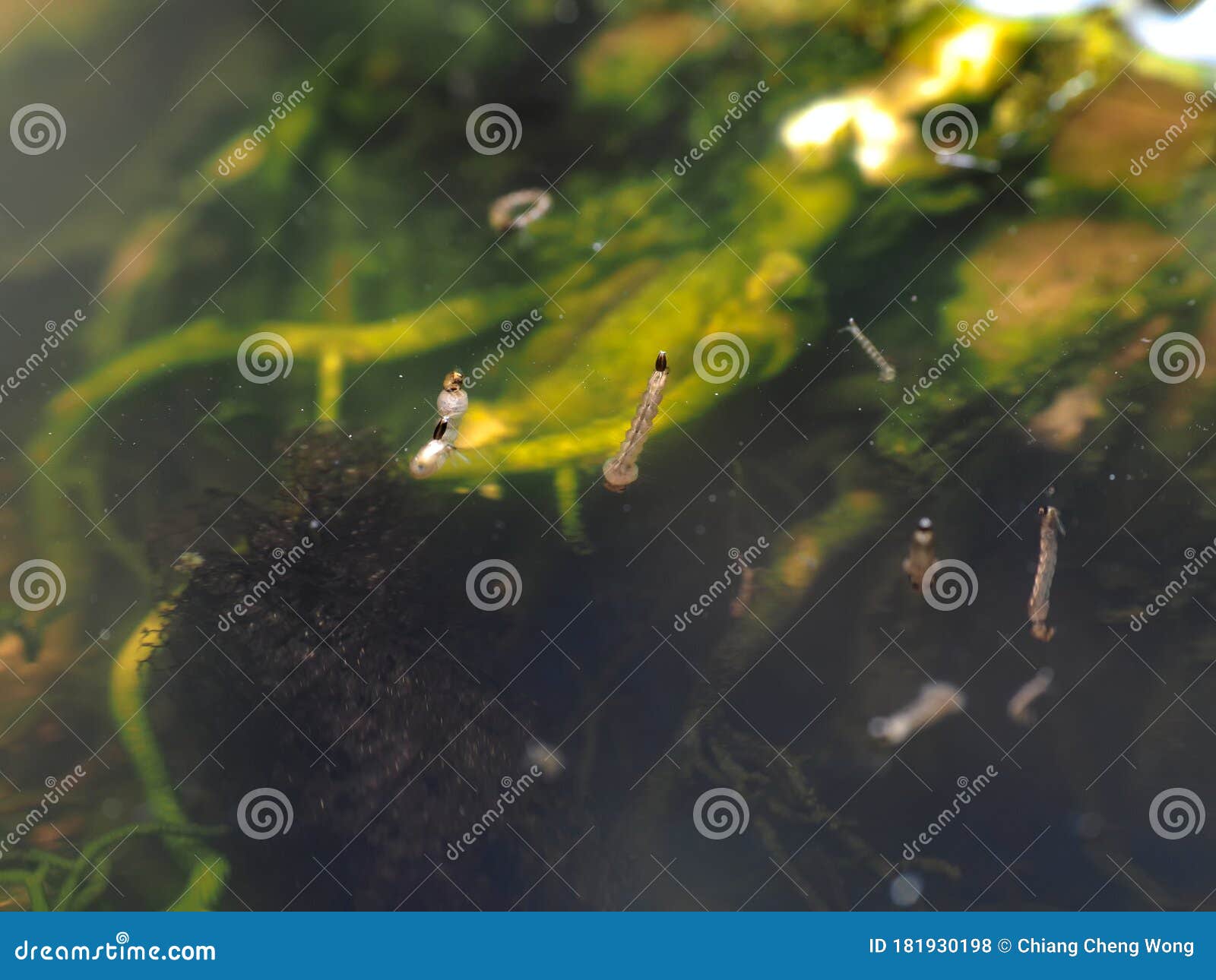 Macro of Aedes Mosquito Larvae in Stagnant Water Stock Photo - Image of ...