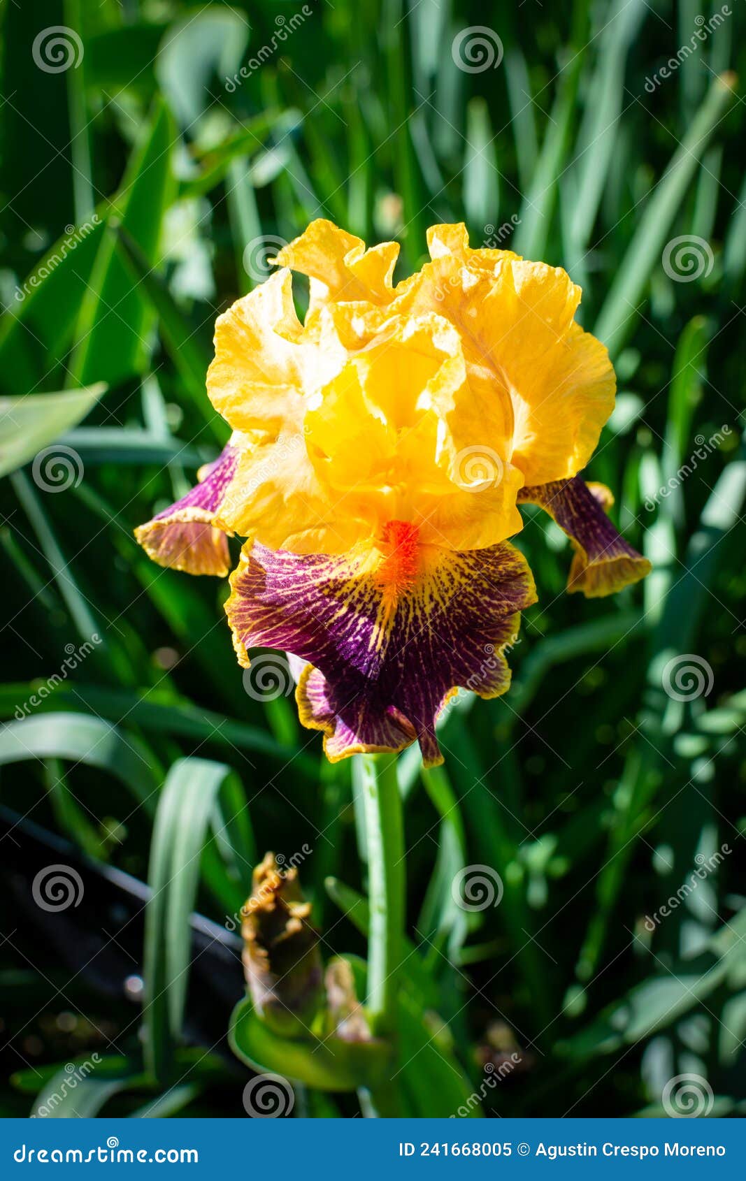 Macro Aerial View of a Golden Iris Flower Stock Image - Image of ...