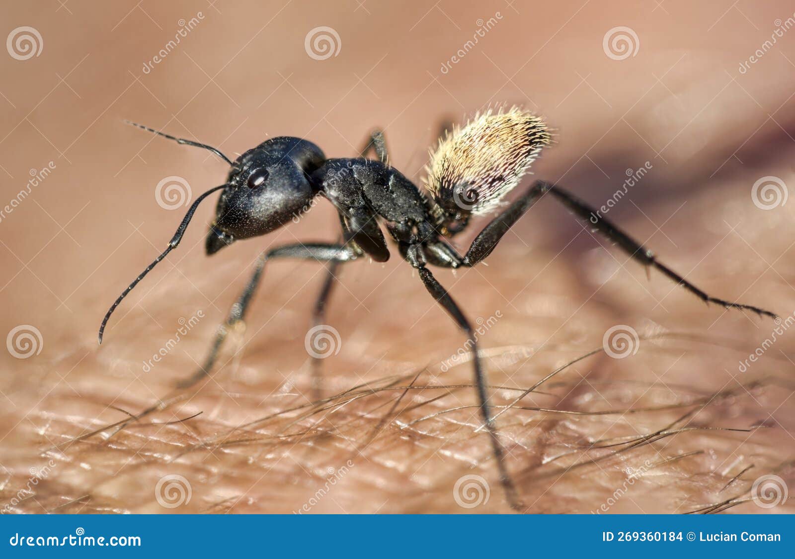 Macro of an African Soldier Termite Stock Photo - Image of isoptera ...