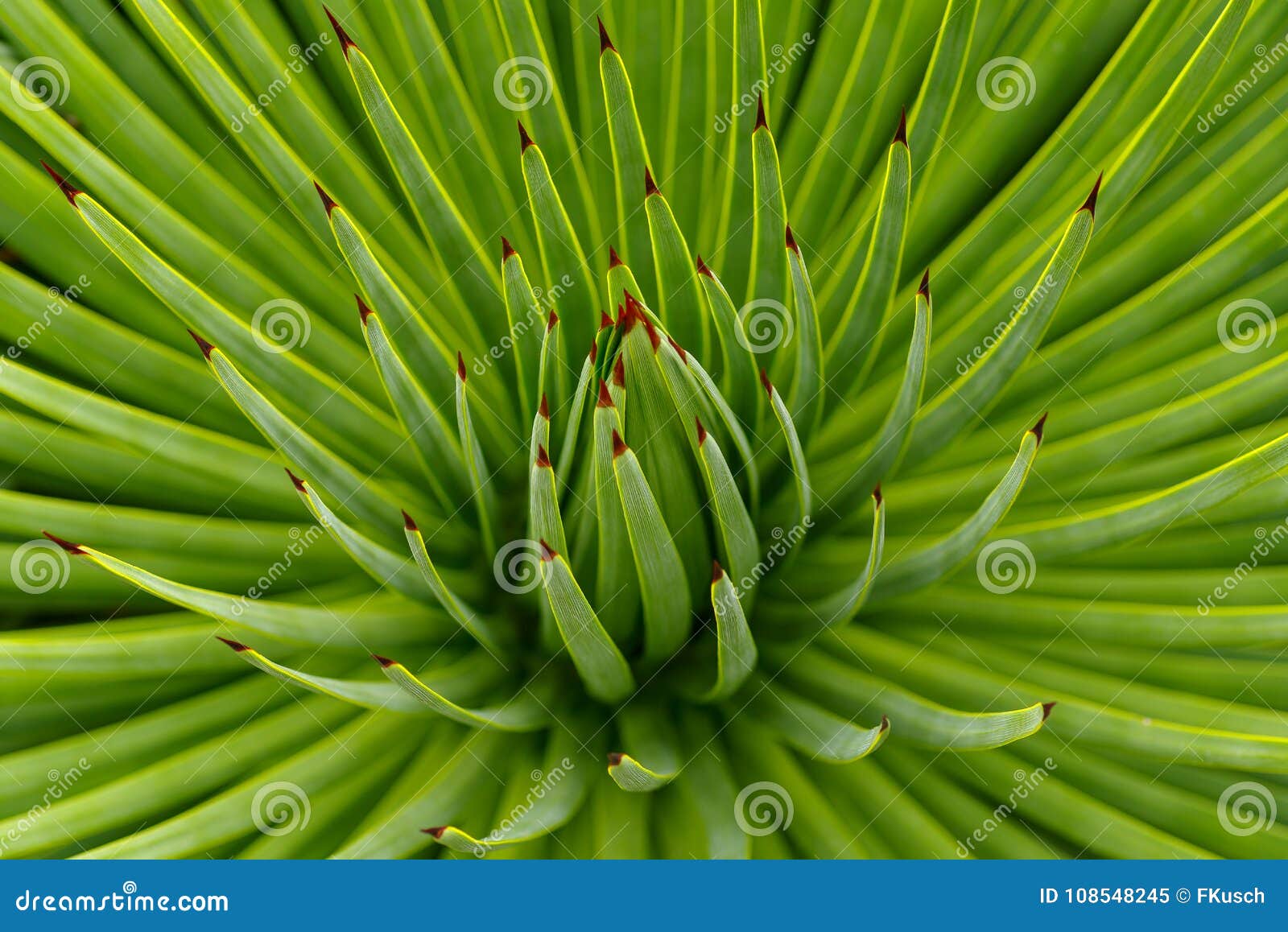 Agave Striata Stock Photos - Free & Royalty-Free Stock Photos from ...