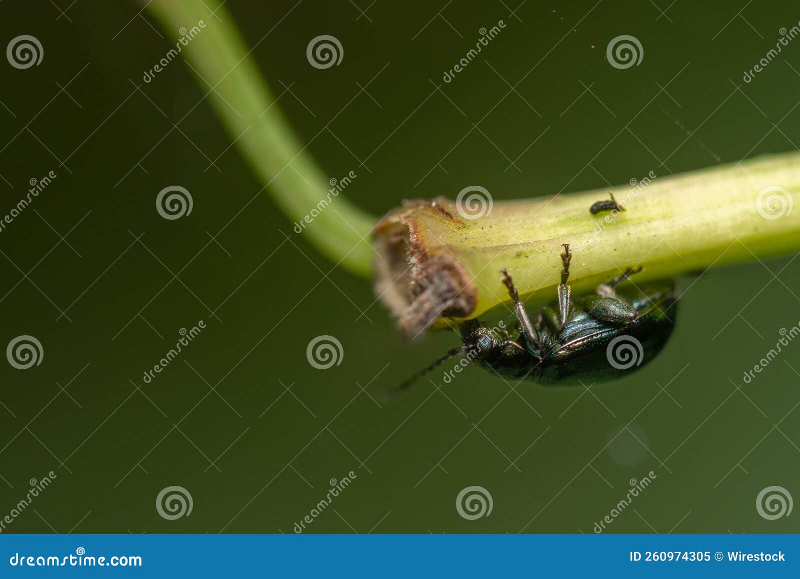 Macro of an Altica on a Plant Stock Image - Image of wildlife, macro ...