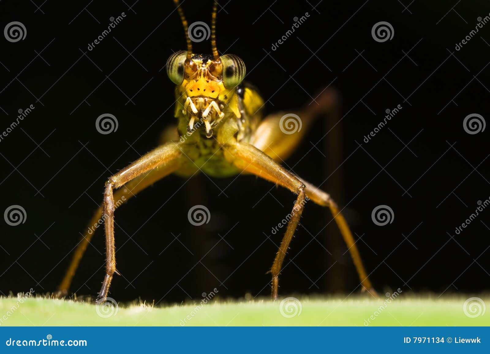 Macro Amarilla De La Cara Del Grillo Foto de archivo - Imagen de animal ...