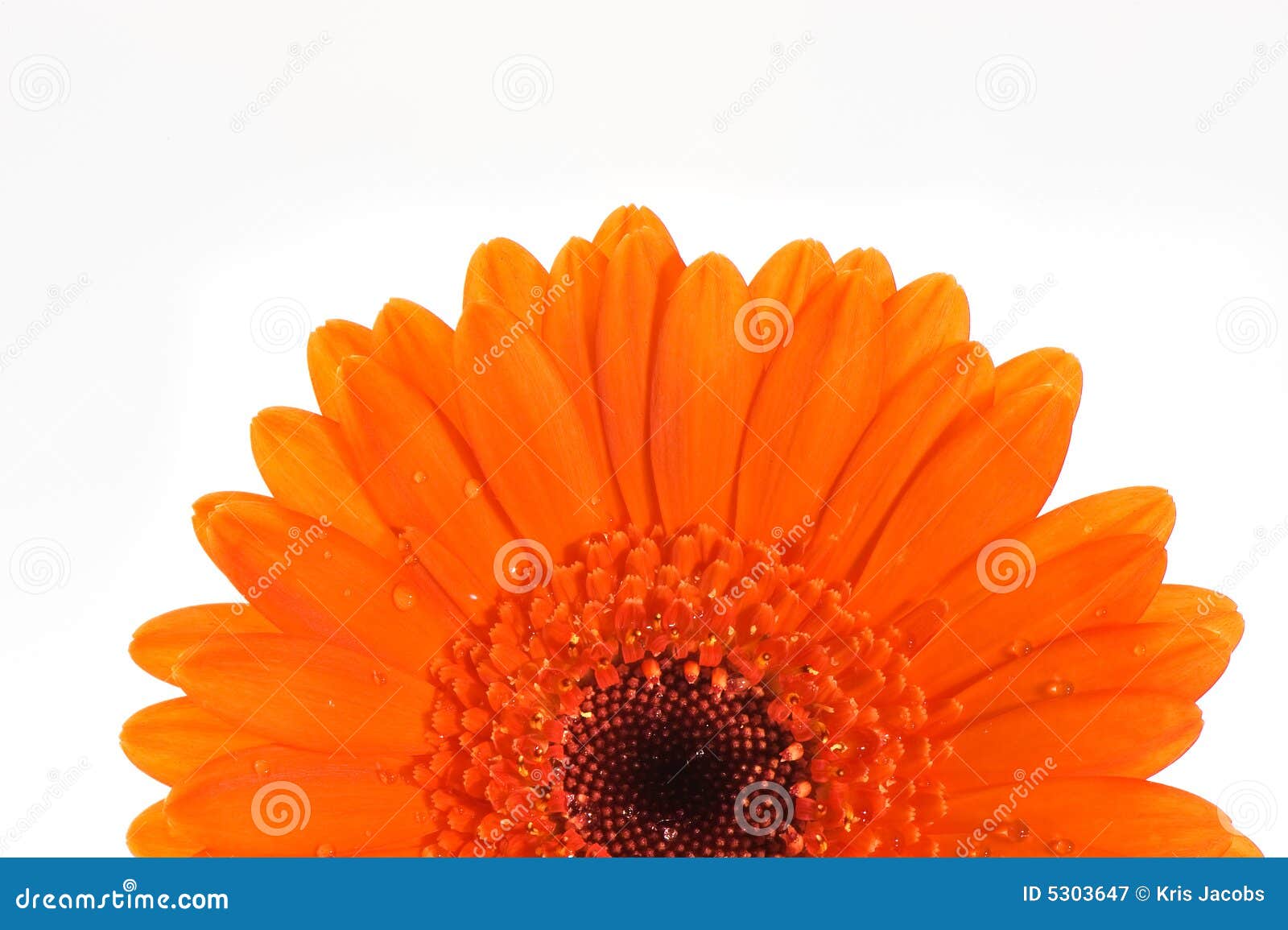 Macro Anaranjada De La Flor Del Gerbera Imagen de archivo - Imagen de ...