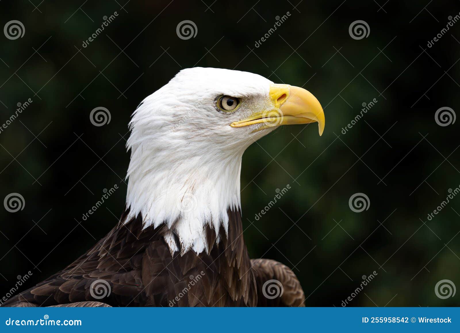 Macro of an Angry Looking Bald Eagle Stock Photo - Image of angry ...
