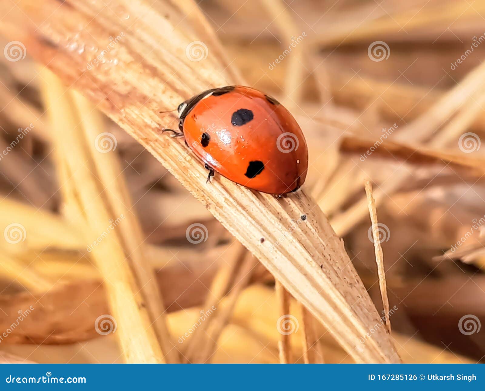 Macro Animal with Nature Texture Stock Photo - Image of insect, theme ...