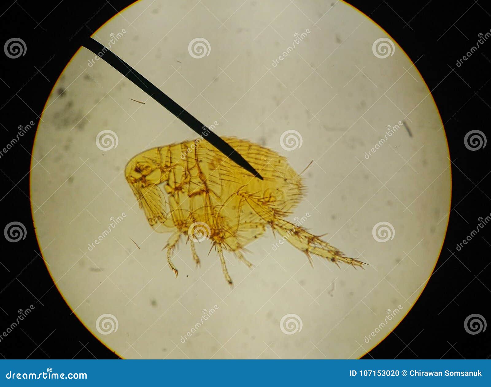Macro Animal Parasite Find with Microscope. Stock Photo - Image of ...