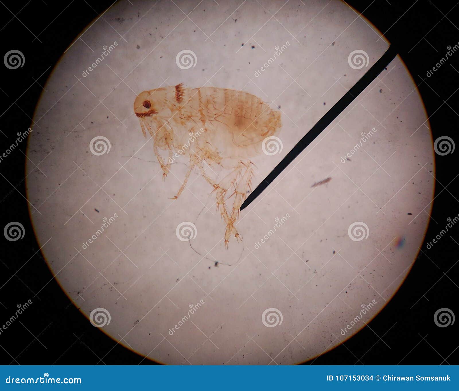 Macro Animal Parasite Find with Microscope. Stock Photo - Image of ...