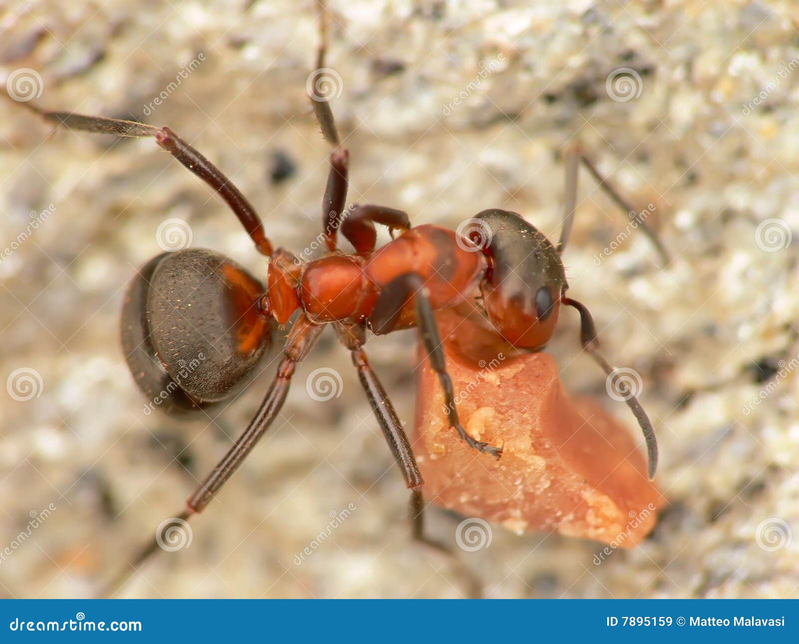Macro Ant eating stock image. Image of environment, eating - 7895159