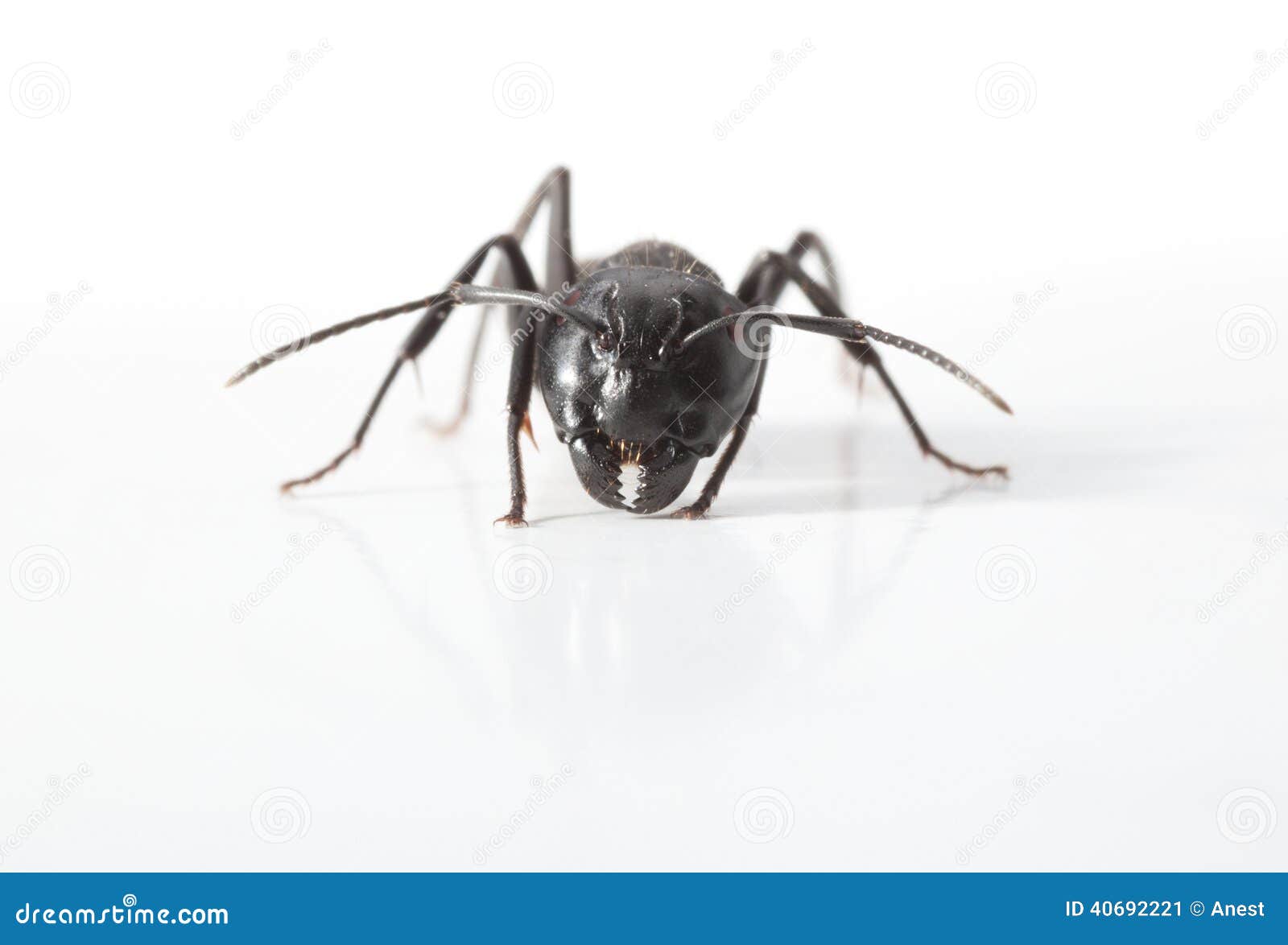 Macro of ant en face stock image. Image of standing, entomology - 40692221