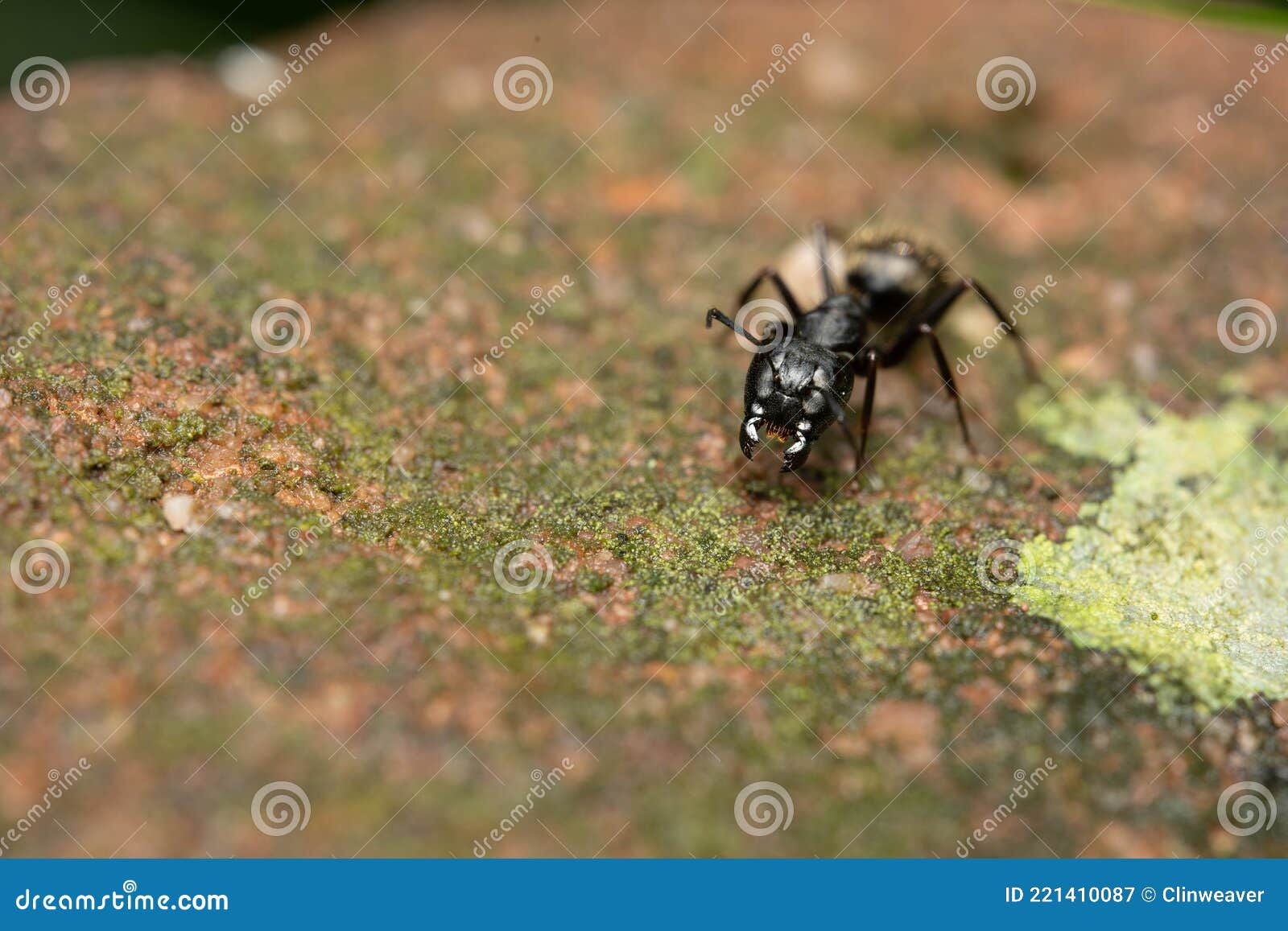 Macro Ant Face stock image. Image of ants, outdoor, bugs - 221410087
