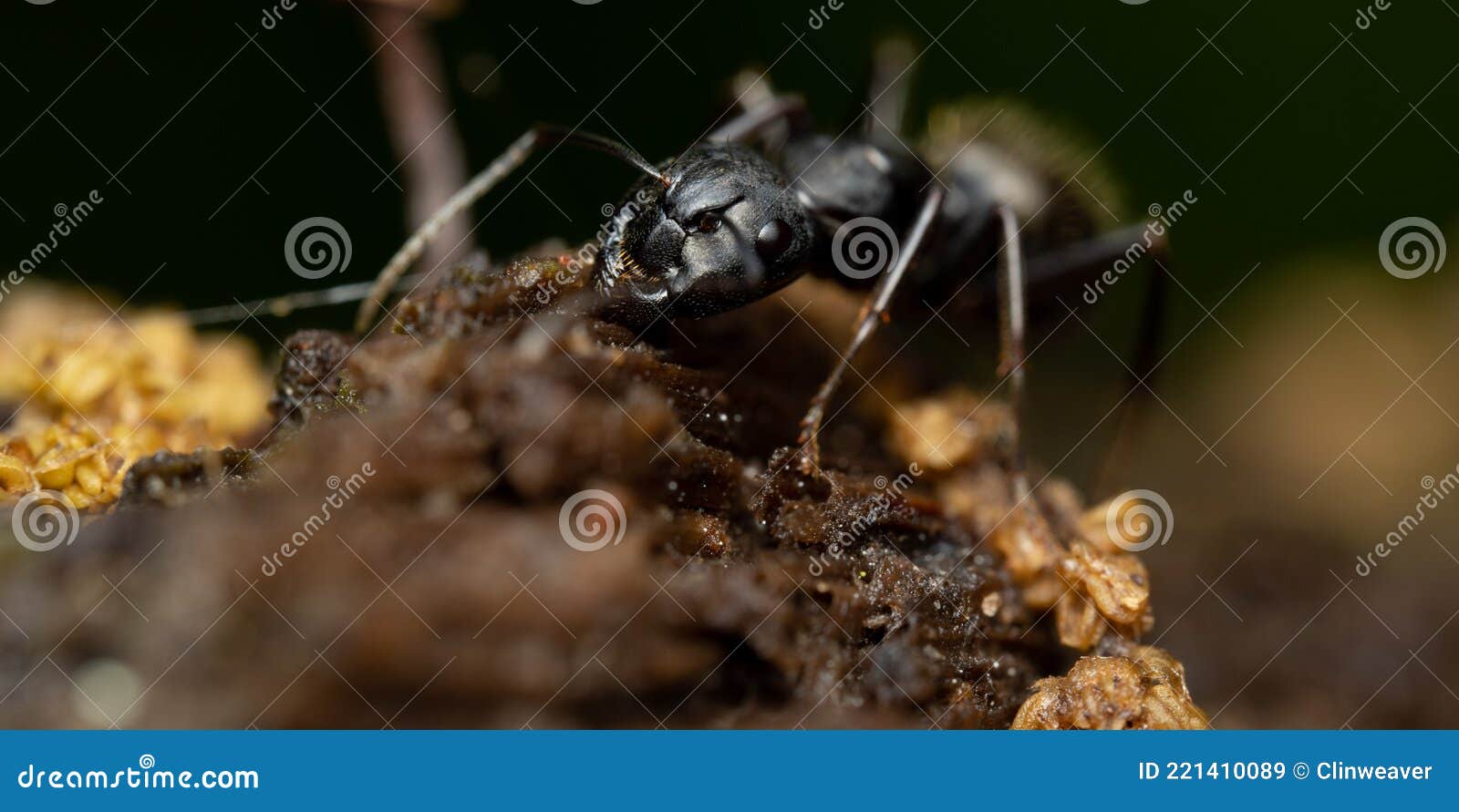 Macro Ant Face stock image. Image of working, outdoor - 221410089