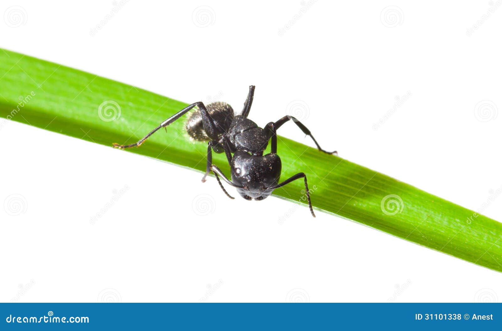 Macro of ant on grass stock photo. Image of green, climbing - 31101338