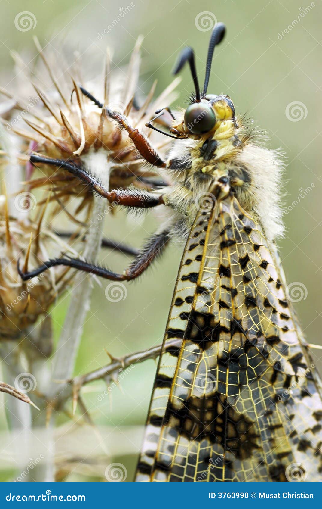 Macro ant-lion stock photo. Image of thorn, antenna, insect - 3760990
