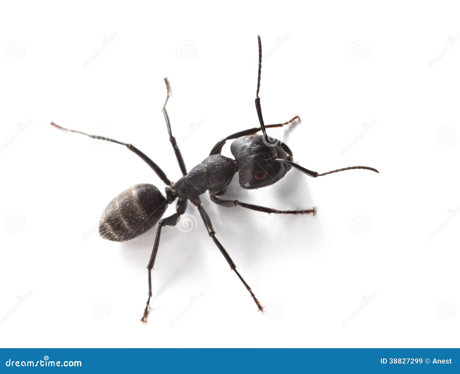 Macro of ant over white stock image. Image of facet, isolated - 38827299