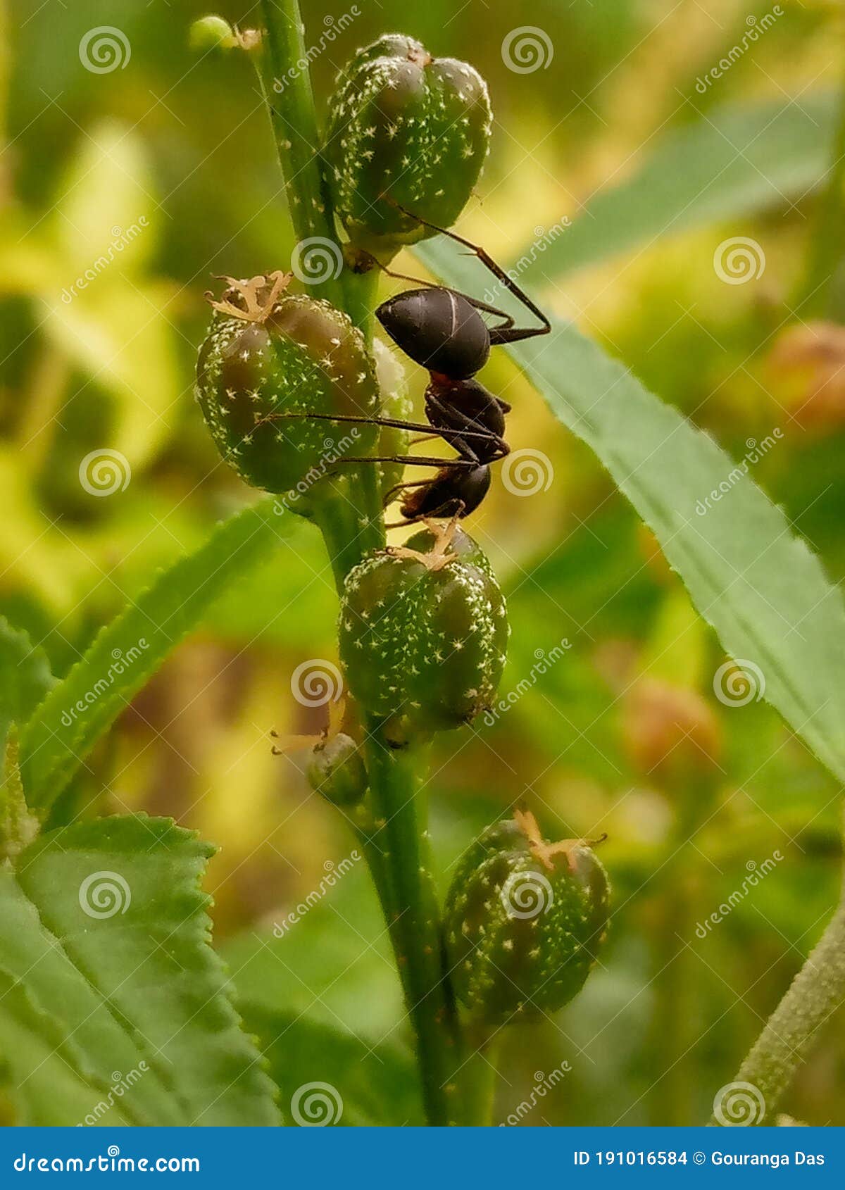 Macro ant photo stock photo. Image of macro, blackant - 191016584