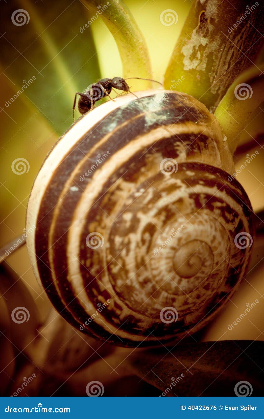 242 Shell Ant Stock Photos - Free & Royalty-Free Stock Photos from ...