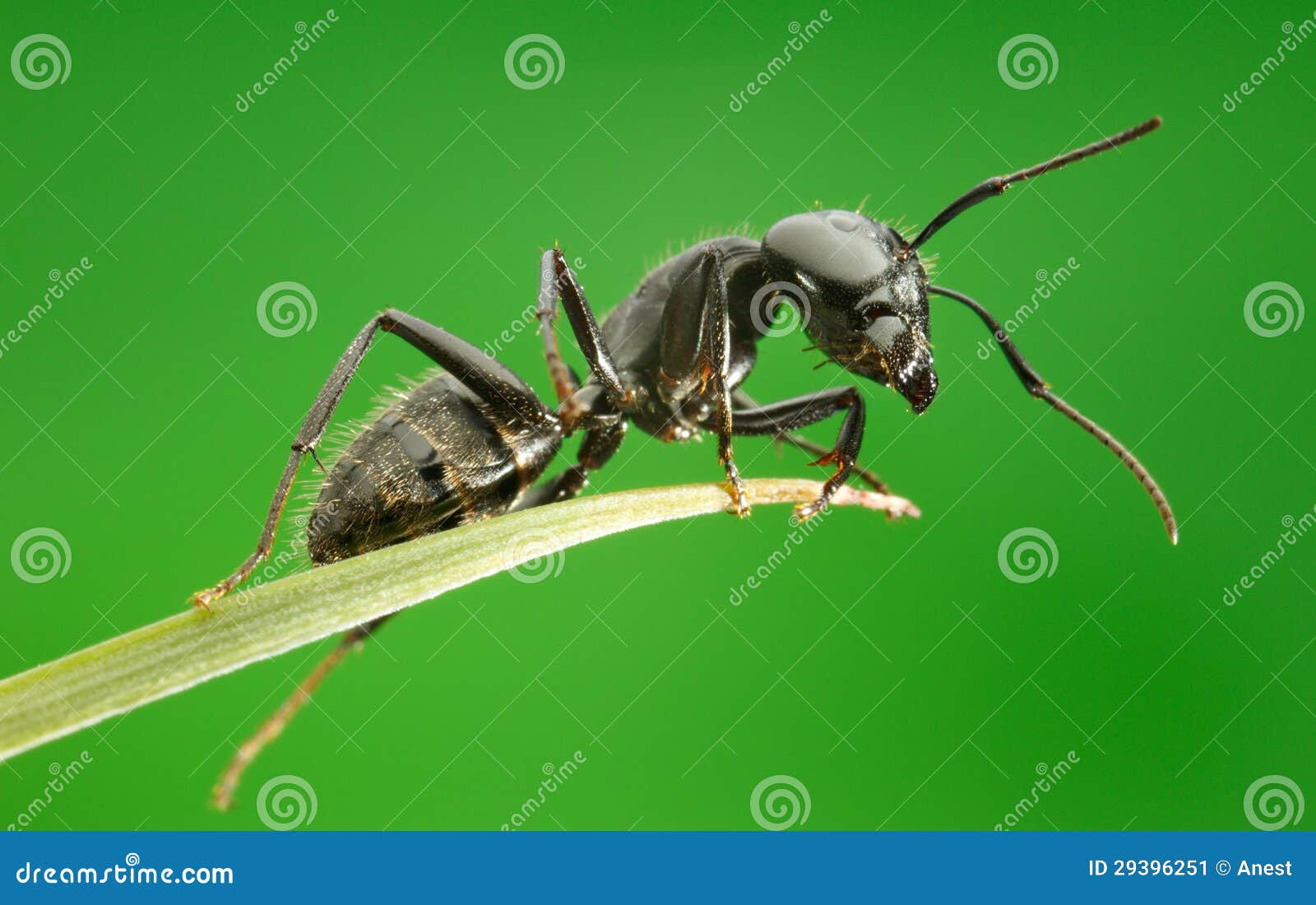 Macro of Ant Sitting on Grass Top Stock Image - Image of formicidae ...